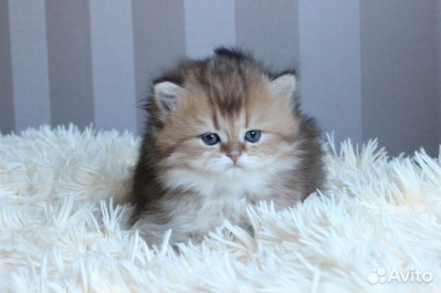 Уникальные британские котята