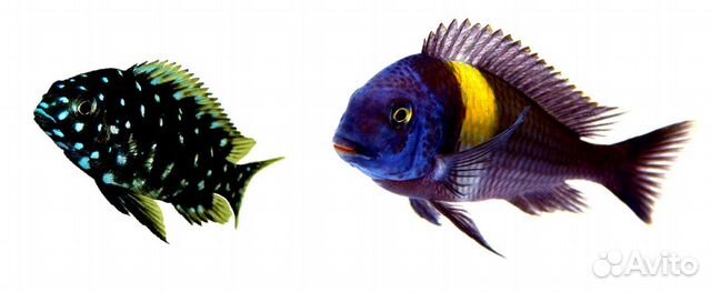 Даром: Трофеус звездчатый (Tropheus duboisi)