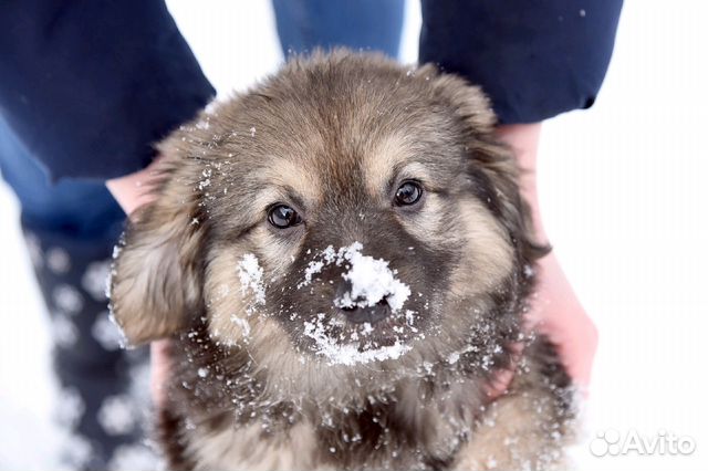 Щенки в добрые руки