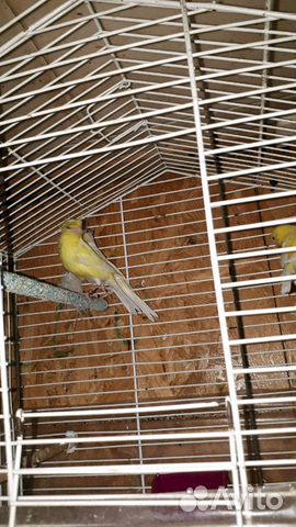 Канарейка Кенар