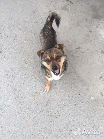 Малюсенький пёсик мальчик