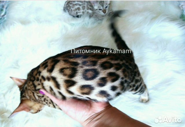 Бенгальская