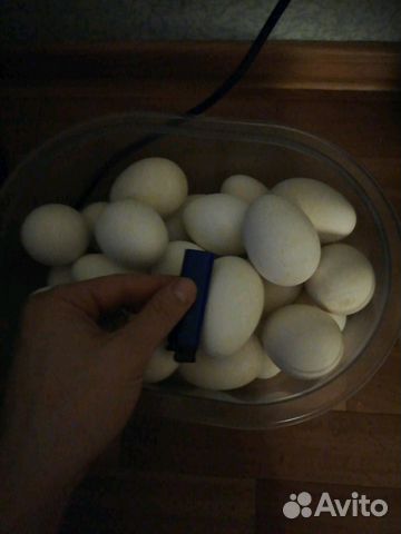 Яйца гусиные