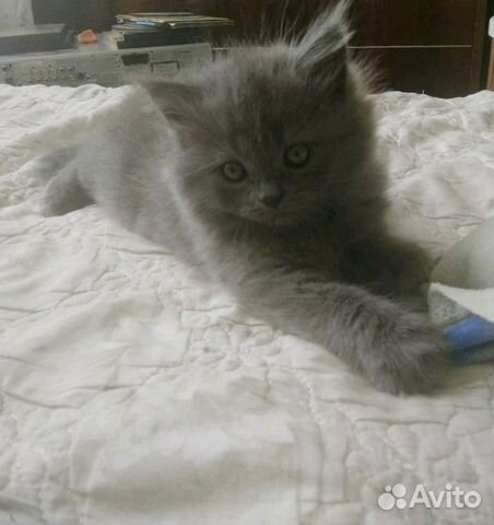 Продадим котенка британца девочку