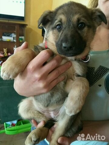 Щенки бутузы