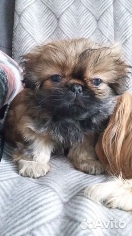 Щенок пекинеса