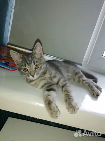 Красивая девочка породистая 5 месяцев, игривая, ла