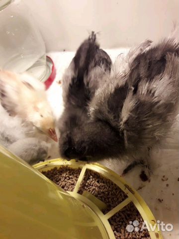 Цыплята амерауканы и китайские шёлковые