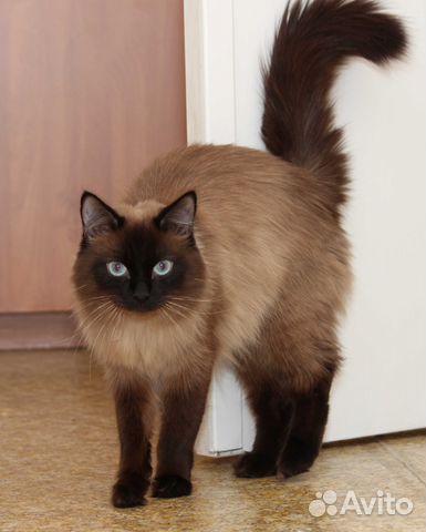 Годовасик котик Барсик