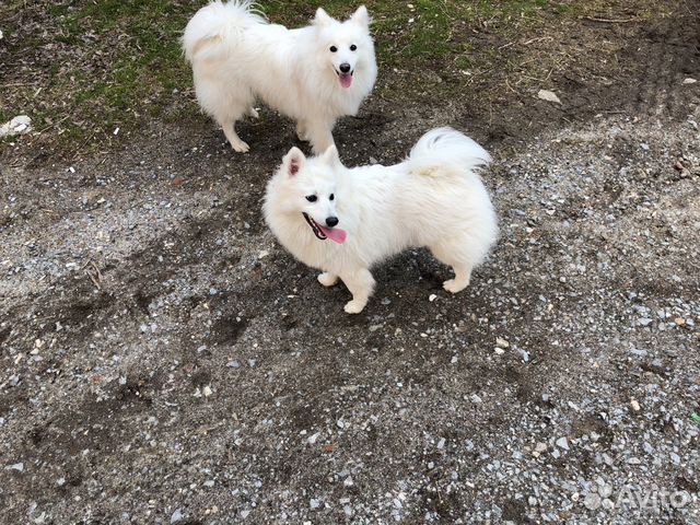 Японский шпиц