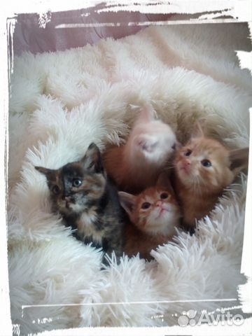 Котятки
