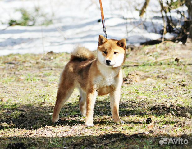 Шикарный щенок-девочка породы Сиба-ину