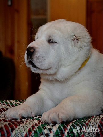 Шикарная алиментная девчонка сао