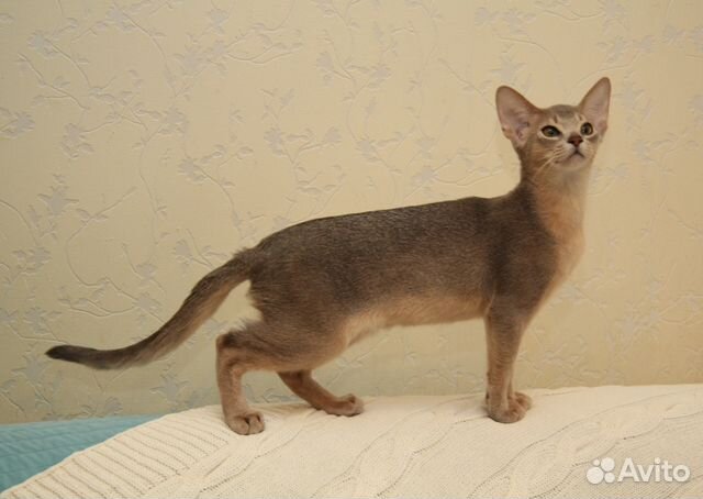 Аби мальчик