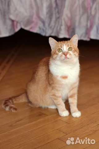 Добрая,ласковая,очень умненькая кошечка Калифорния