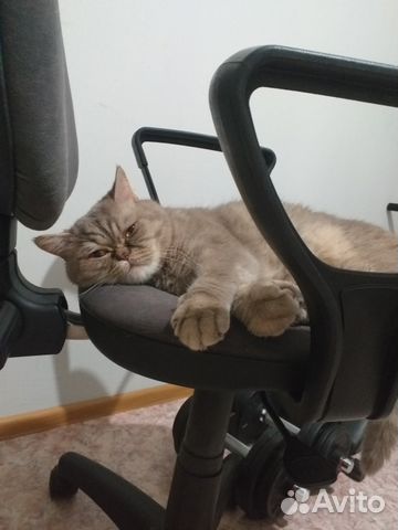 Найдена кошка