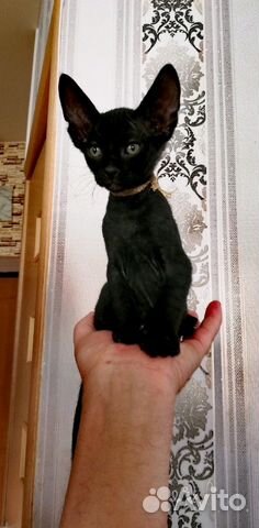 Канадский сфинкс