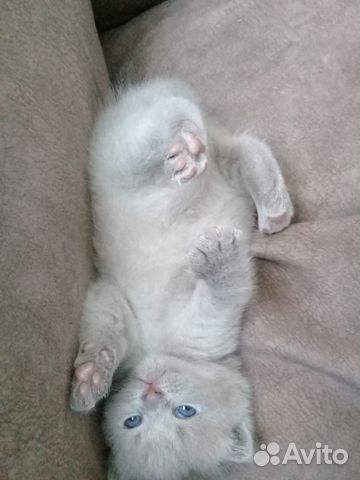 Британские котята