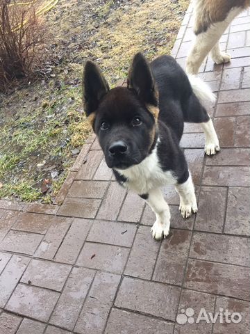 Американская акита