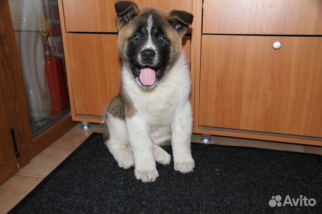 Щенок Американской Акиты