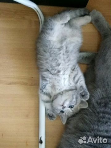 Шотландский прямоушка