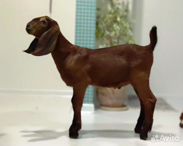 Продаются англо-нубийские козлята