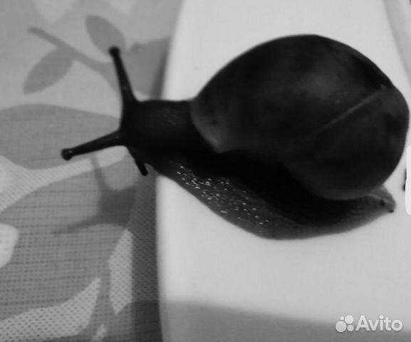 Улитята маргината маргината