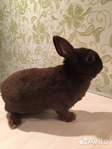 Кролик карликовый рекс