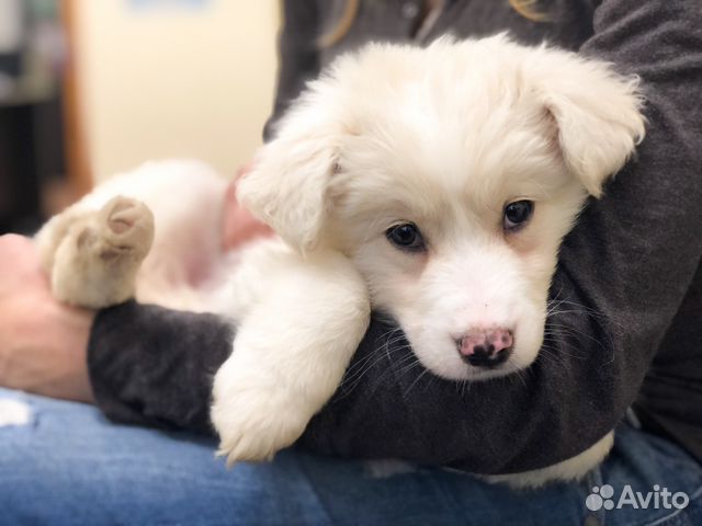 Щенок в добрые руки