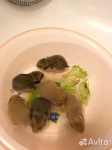 Хомячки сирийские