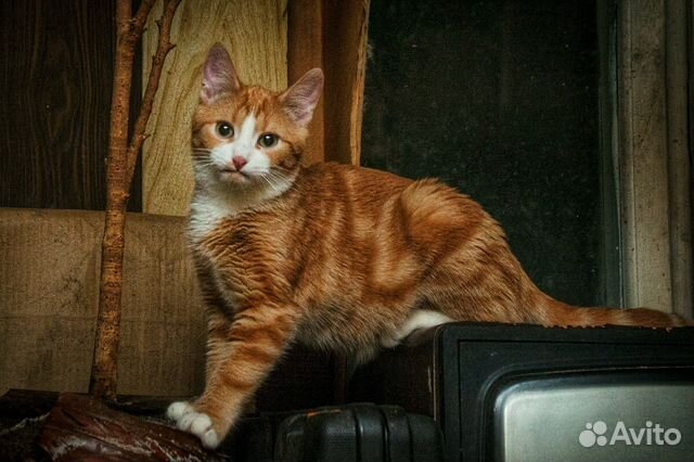 Рыжий котенок, 7 мес