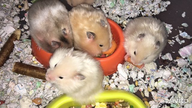 Сирийские хомячки 1 месяц,разноцветные Атласные (к