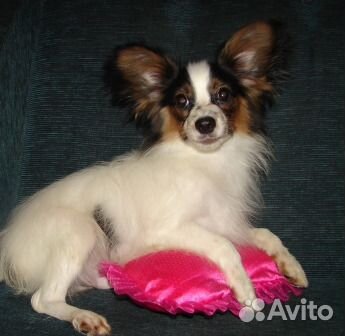 Мальчик зайчик - щенок папийона