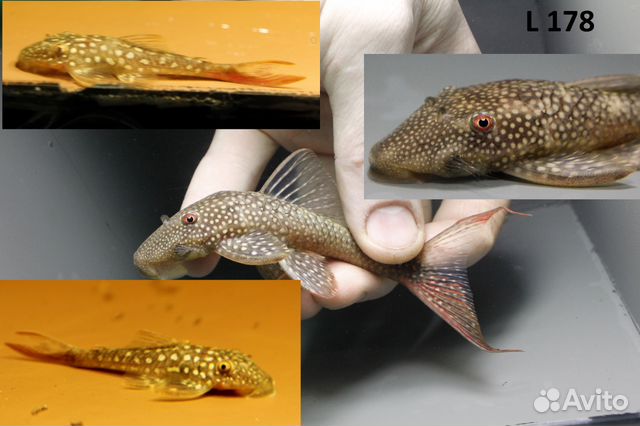 Номерные сомы