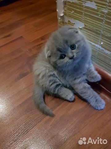 Продаются котята