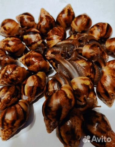 Отдаю в хорошие руки детёнышей улиток Ахатин