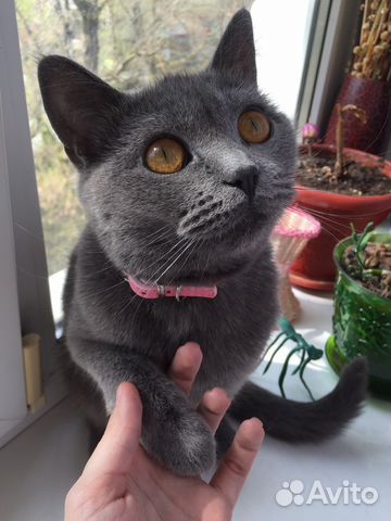 Шотландская кошечка ищет жениха