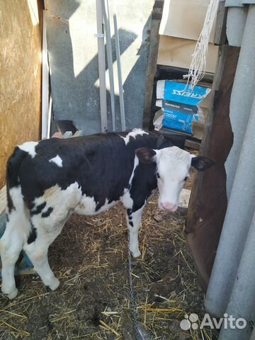 Телочка 2 месяца