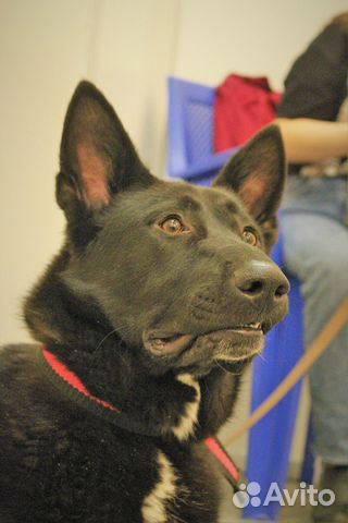 Сириус ищет дом