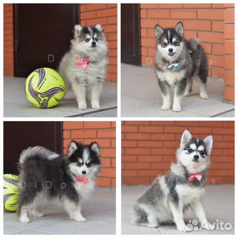 Помски, мини Хаски