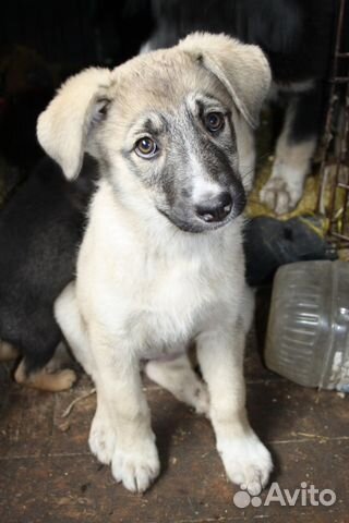 Малышка Мэгги в добрые руки