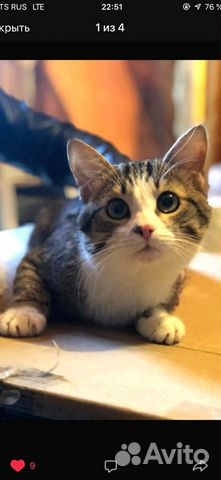 Котик в добрые руки