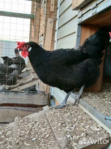 Инкубационное яйцо и цыплята породы Барбезье