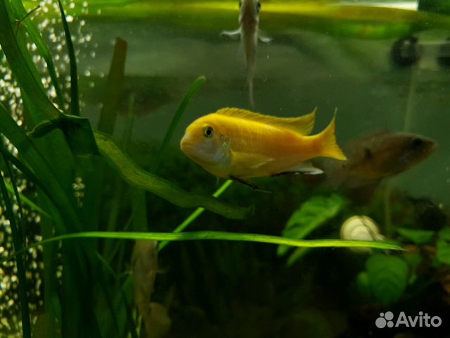 Лабидохромис Еллоу / Labidochromis caeruleus