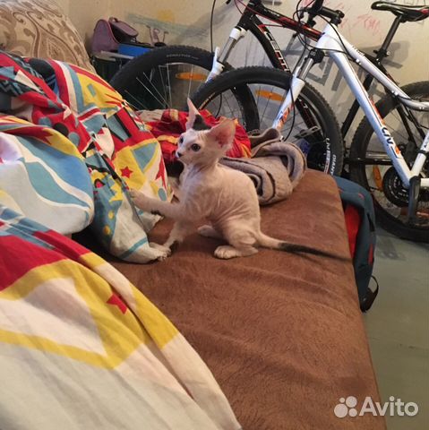 Девочка сфинкс-браш