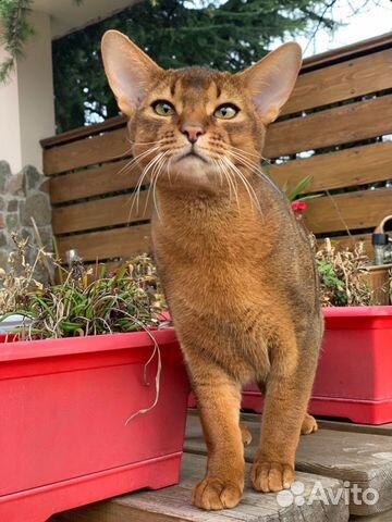 Абиссинский котик
