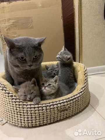 Британские котята