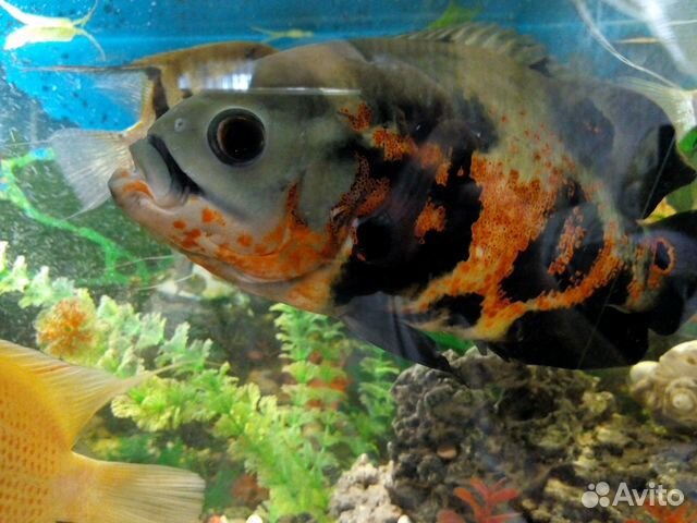 Астронотус