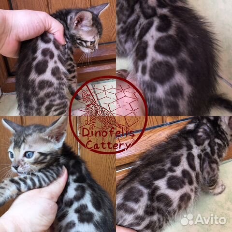 Котики самые яркие