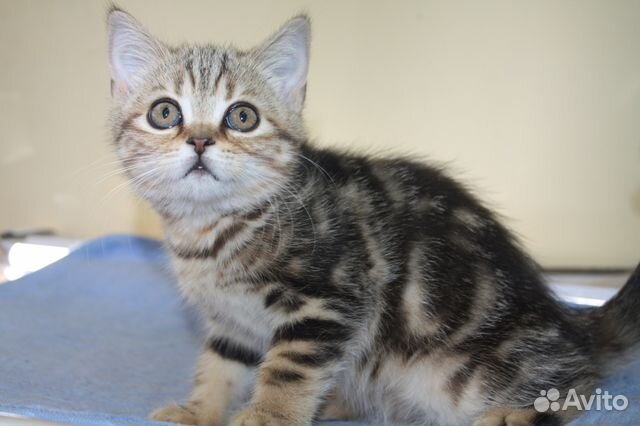 Британская Лана